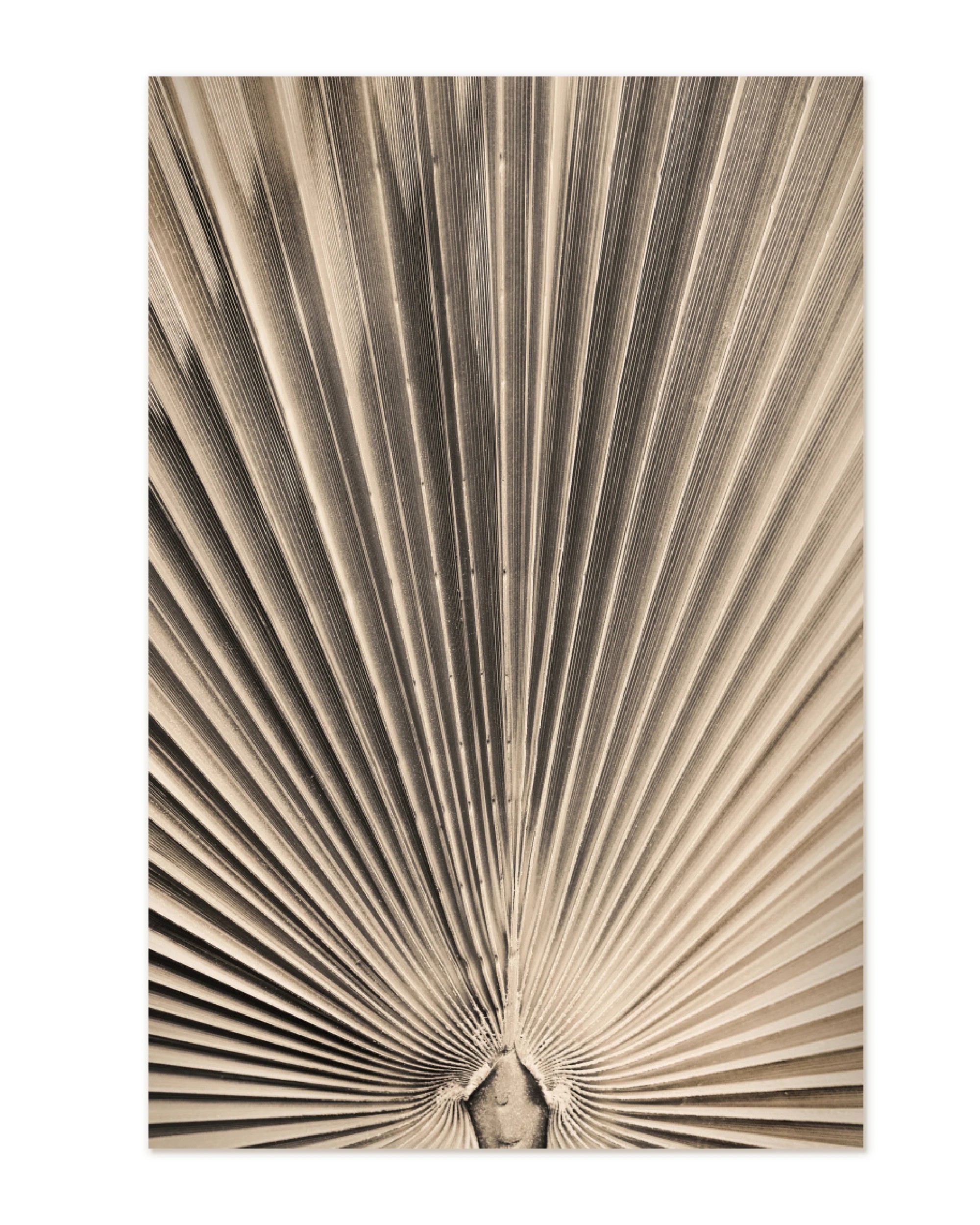 The Wall Art Warehouse - Radiant Palm Structure - Framed Canvas ...