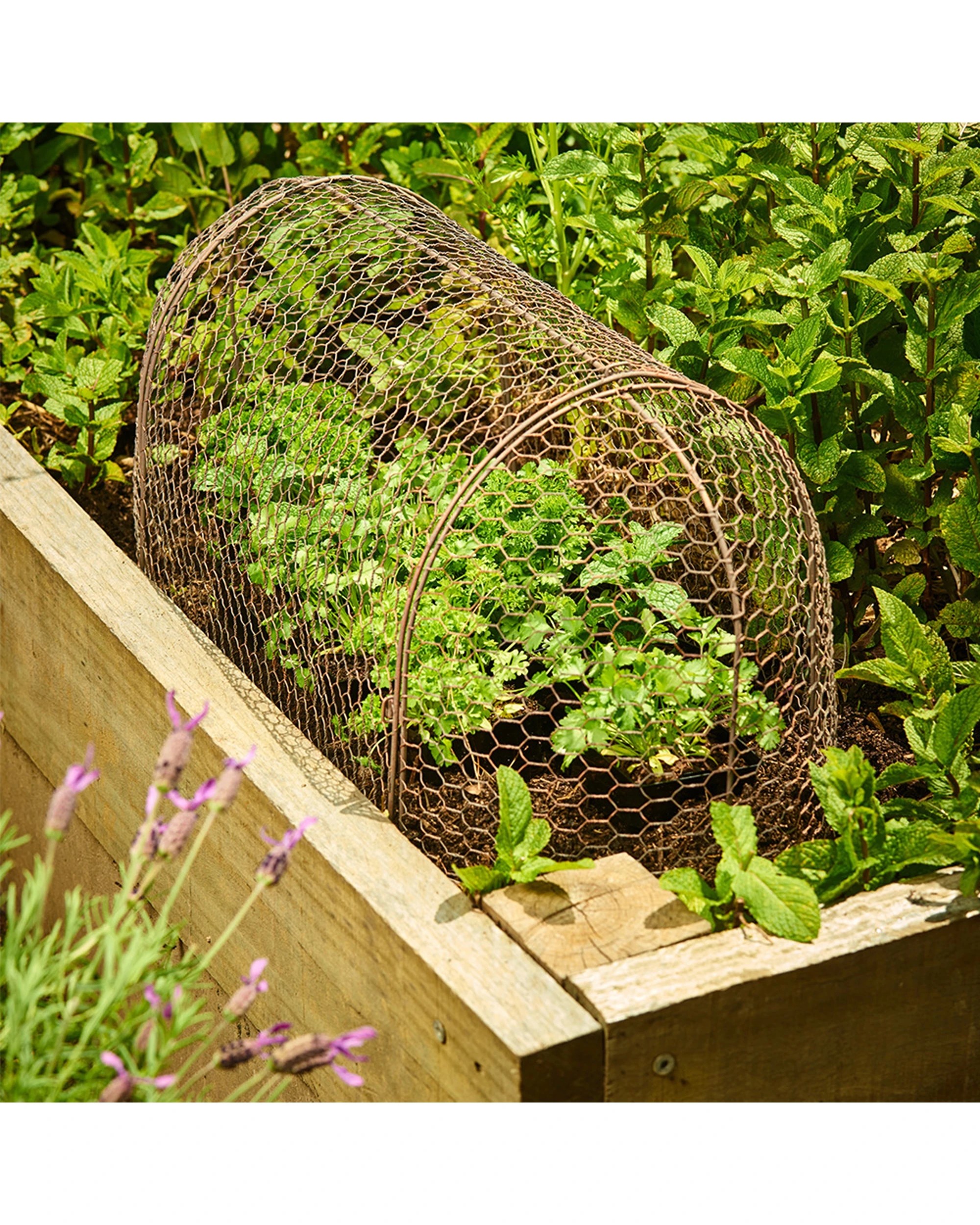 Alfresco 3pc Cloche 45/30cm Metal Tunnel Set Garden Seedling Guard ...